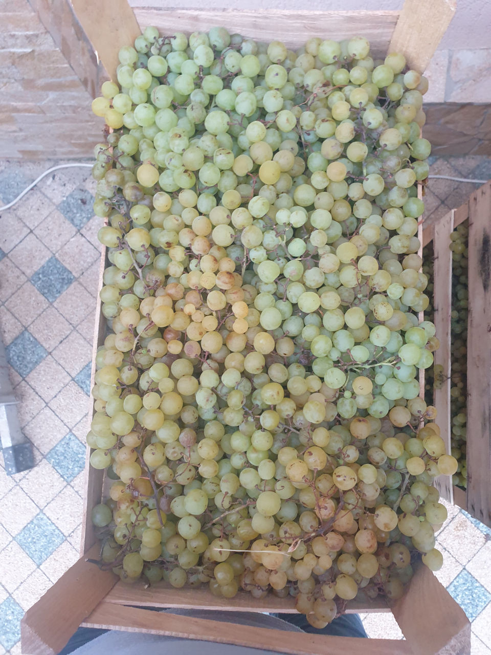 Struguri, muscat chihlimbariu.Мускат янтарный