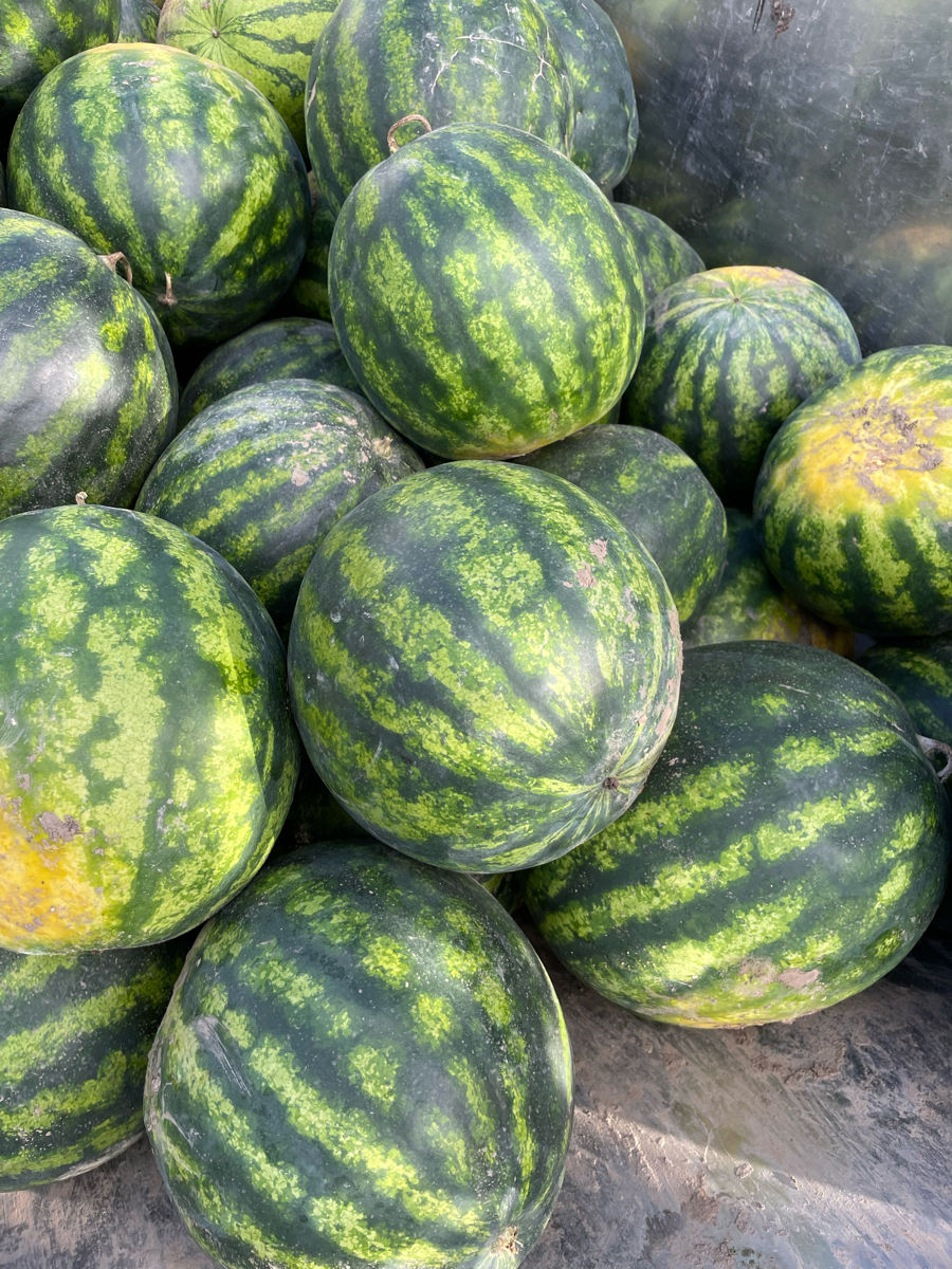 Vind harbuz pentru murat 2-4 kg