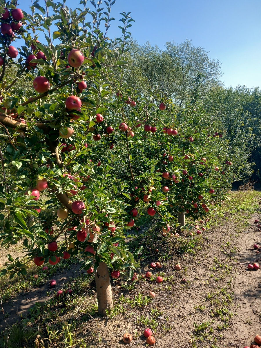 Aidared golden delicios florina.