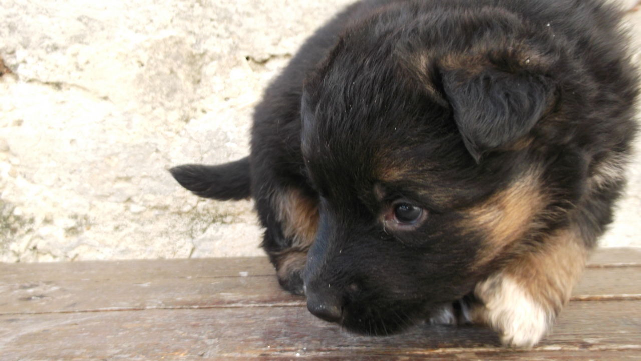 Vind urgent catei de rasa curata ciine ciobanesc nemtesc