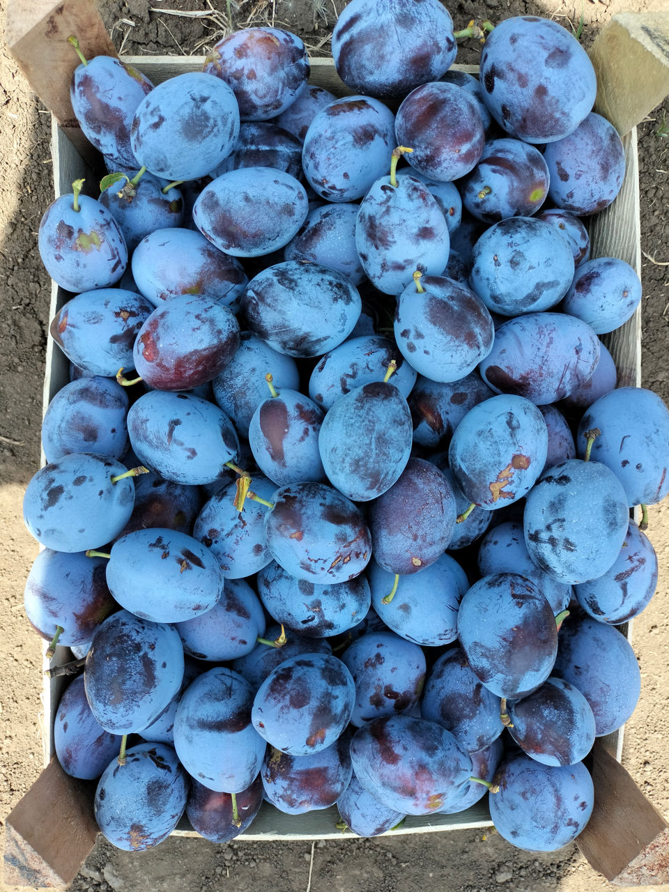 Cumpăr prună la export cantități mari de la 20 tone centinar sau ...