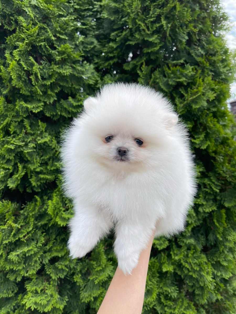 Pomeranian toy