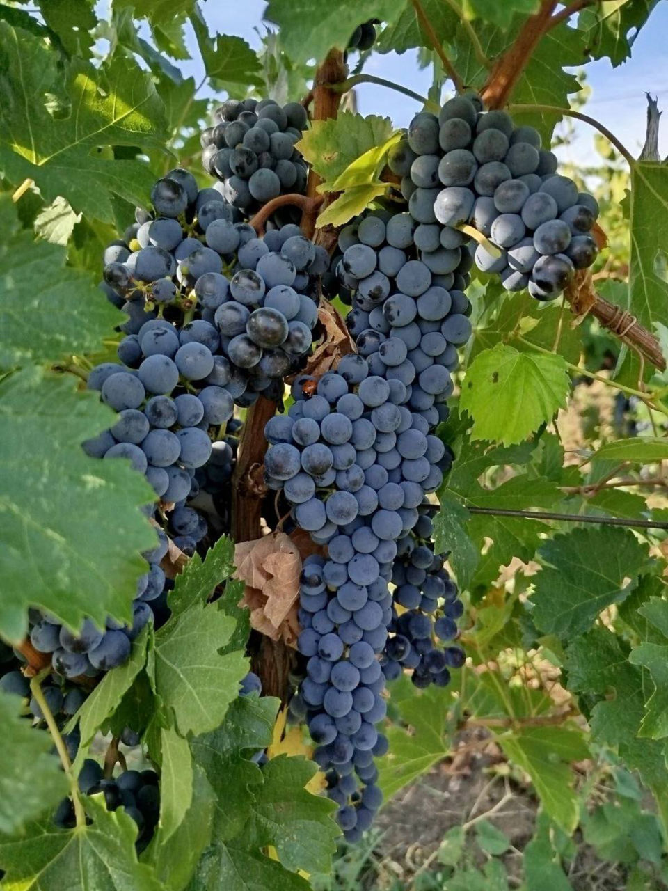 Vand poama Merlot, Cabernet, Moldova