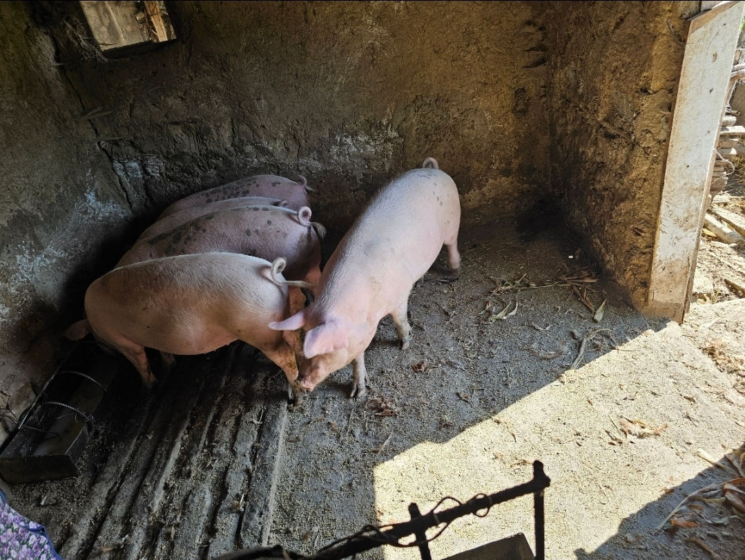 2 porci de casa