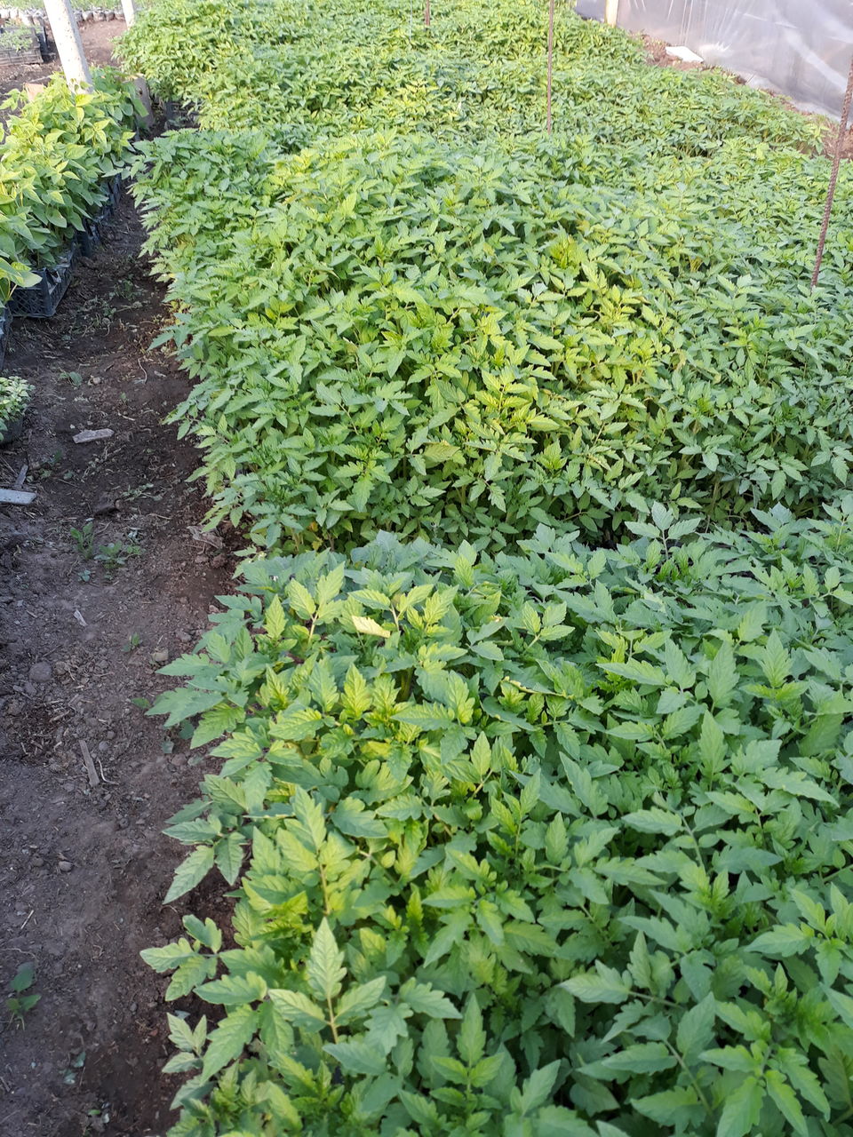 Rasad de rosii si castraveti