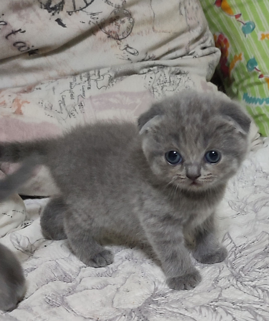 Шотландские вислоухие малыши