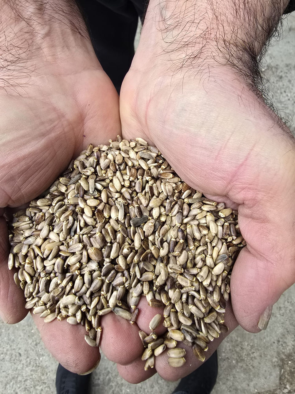 Seminte de lucerna, armorariu, mazare