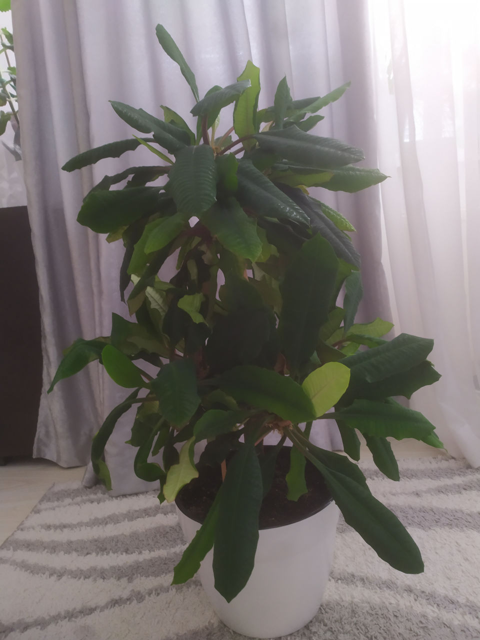 Vind plante de camera