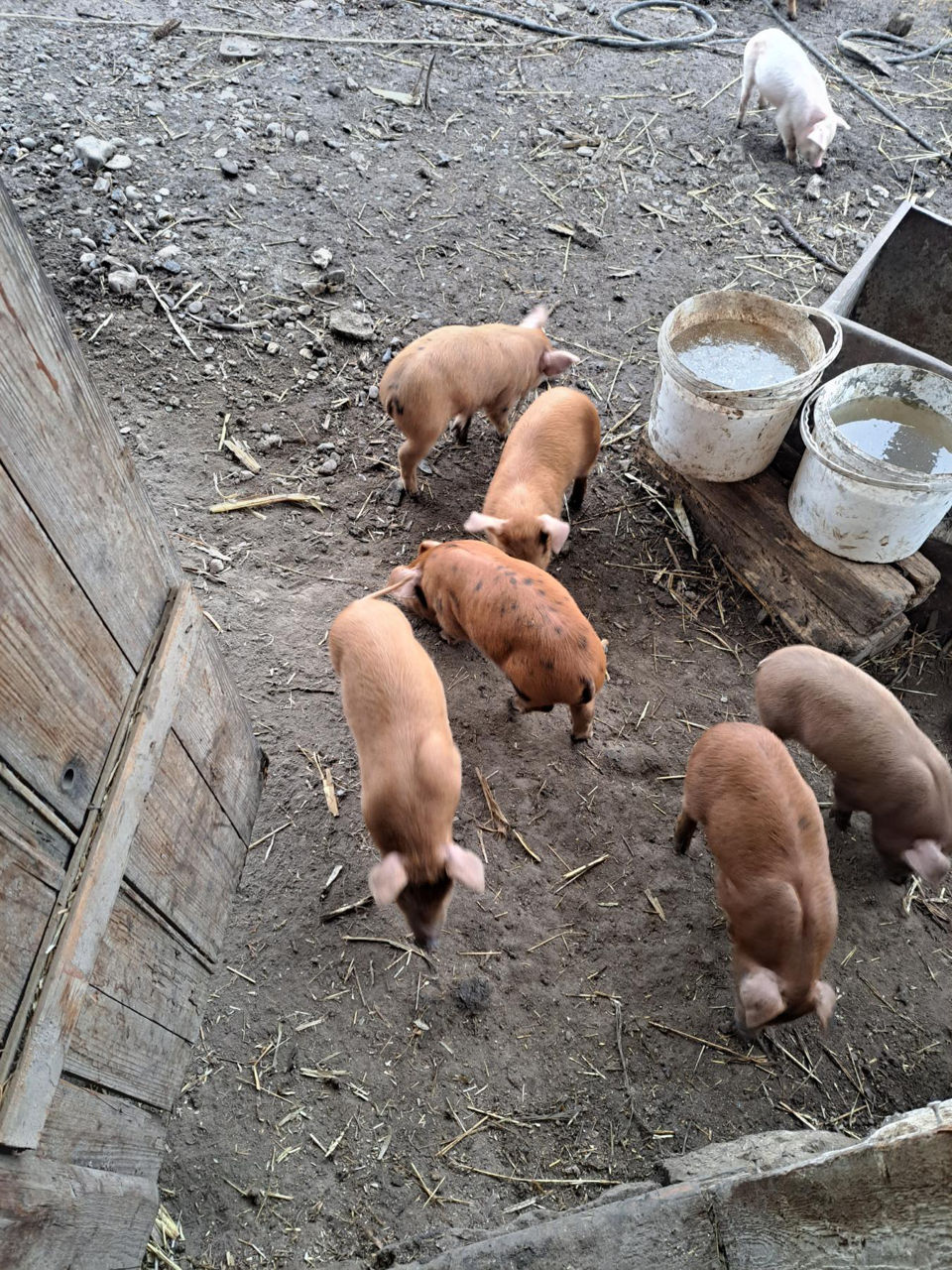 Vindi purcei de rasa duroc