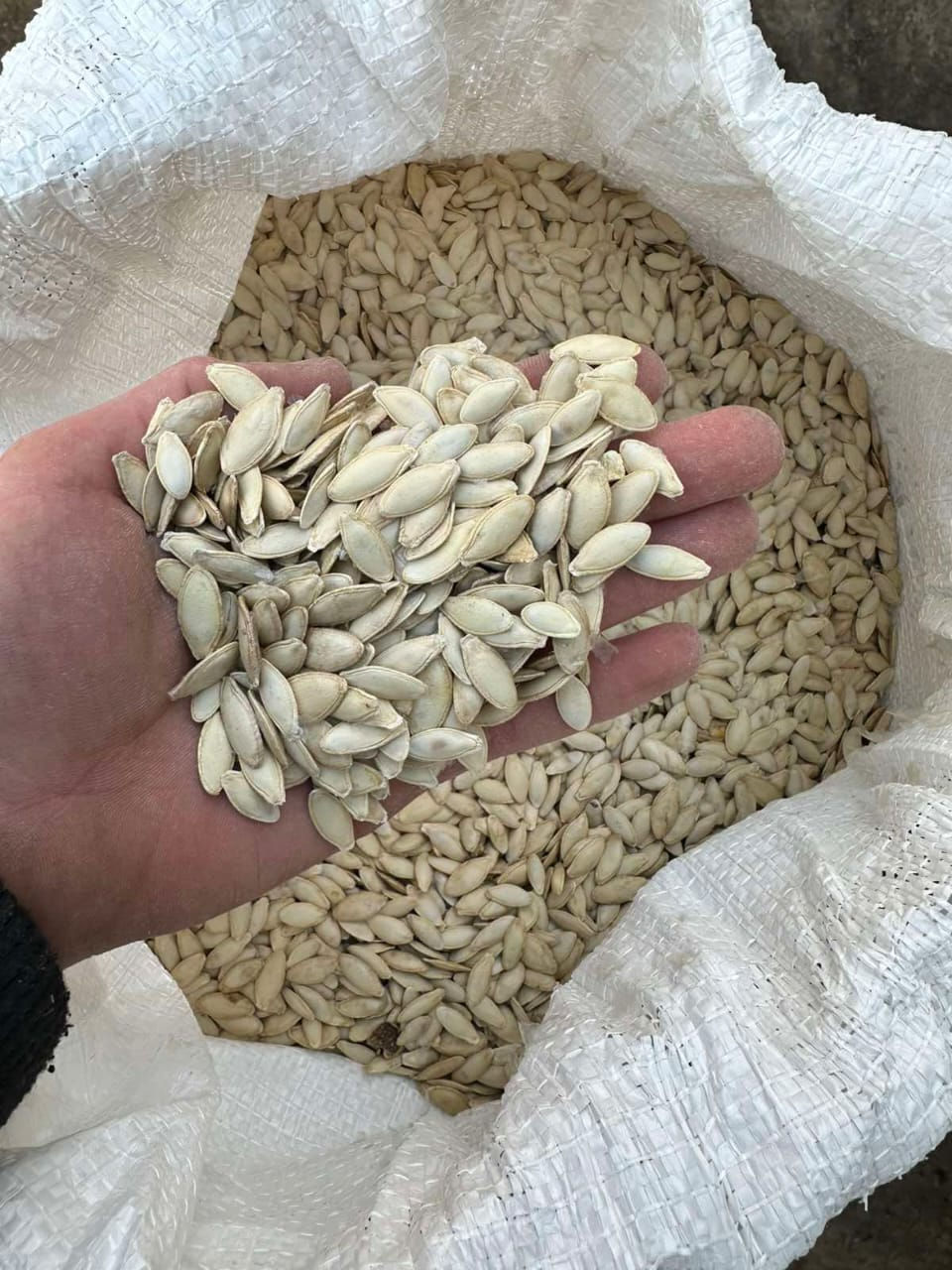 Va propunem seminte de dovleac