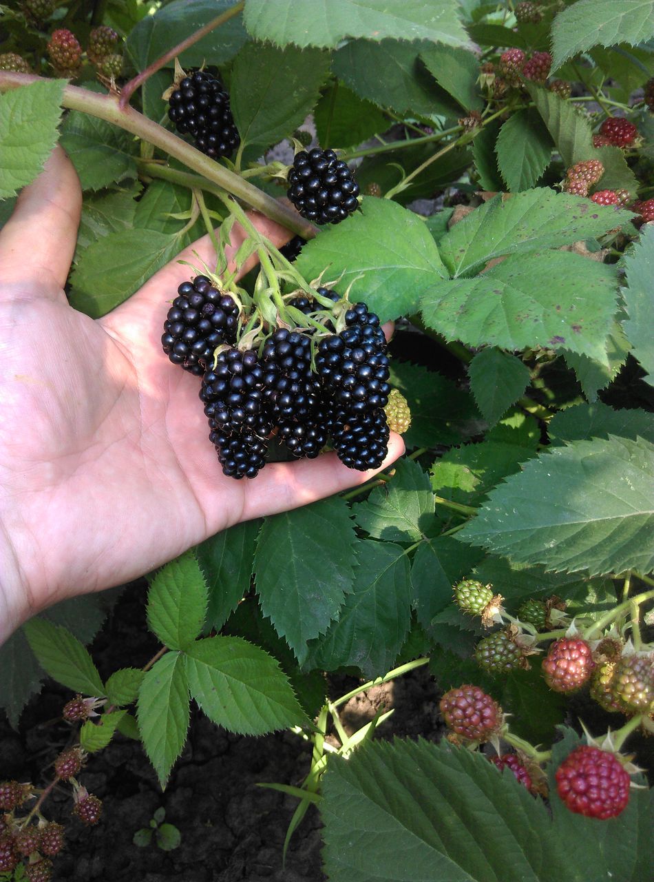 Coacaza neagra Krasa Livova de 2 si 3 ani,,,,mure thorn free de 1 si 2 anu