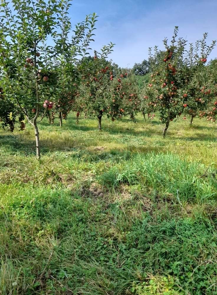 Mere Florina Haidared Яблоки Флорина Хайдаред