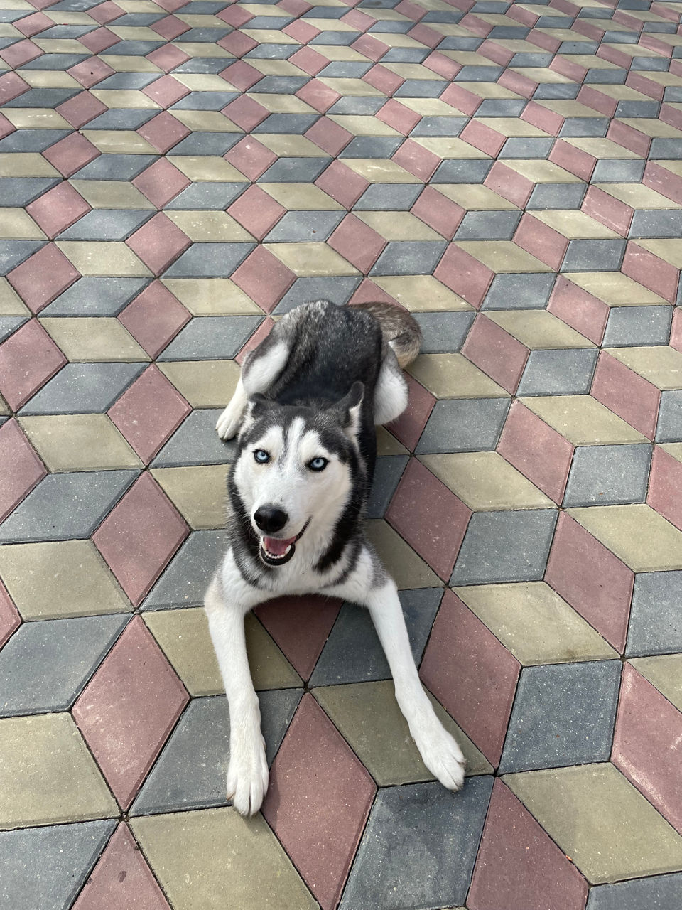 Vând câine, rasa Husky