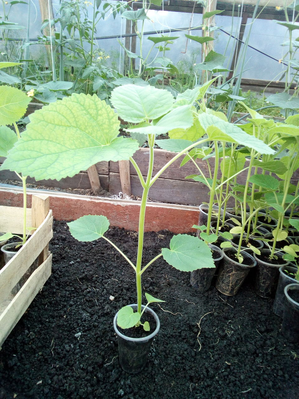 павловния, быстрорастущее дерево, Paulownia Tomentosa саженцы