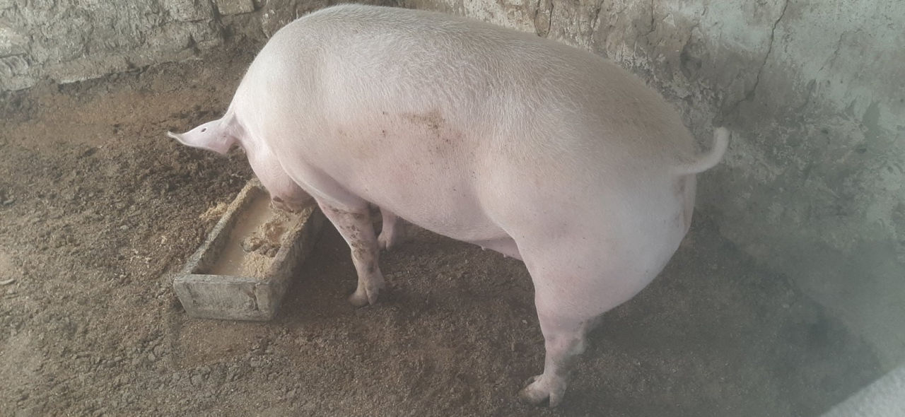 Vind porci vii crescuti natural in conditii de ferma de la 40 lei in sus