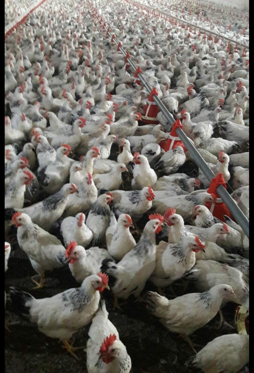 Pui Francez, Unguresc si Serebristie de carne si oua