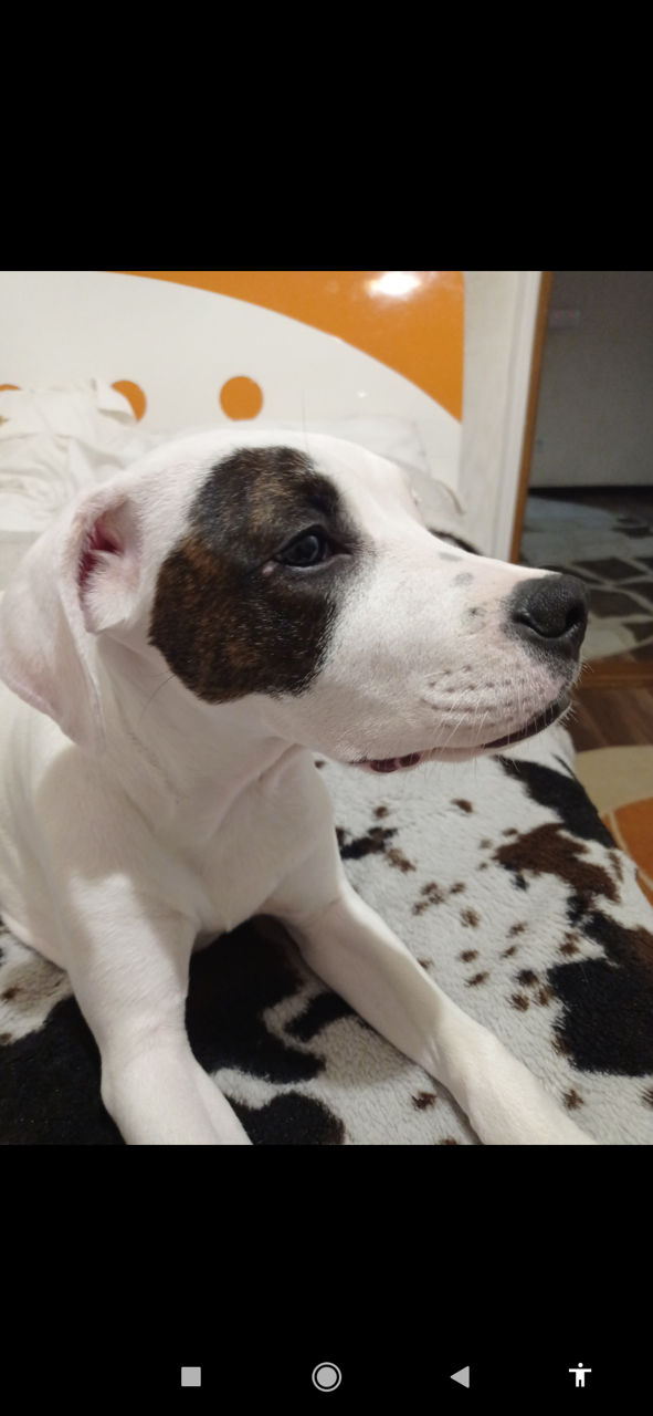 Câine Staff de vânzare