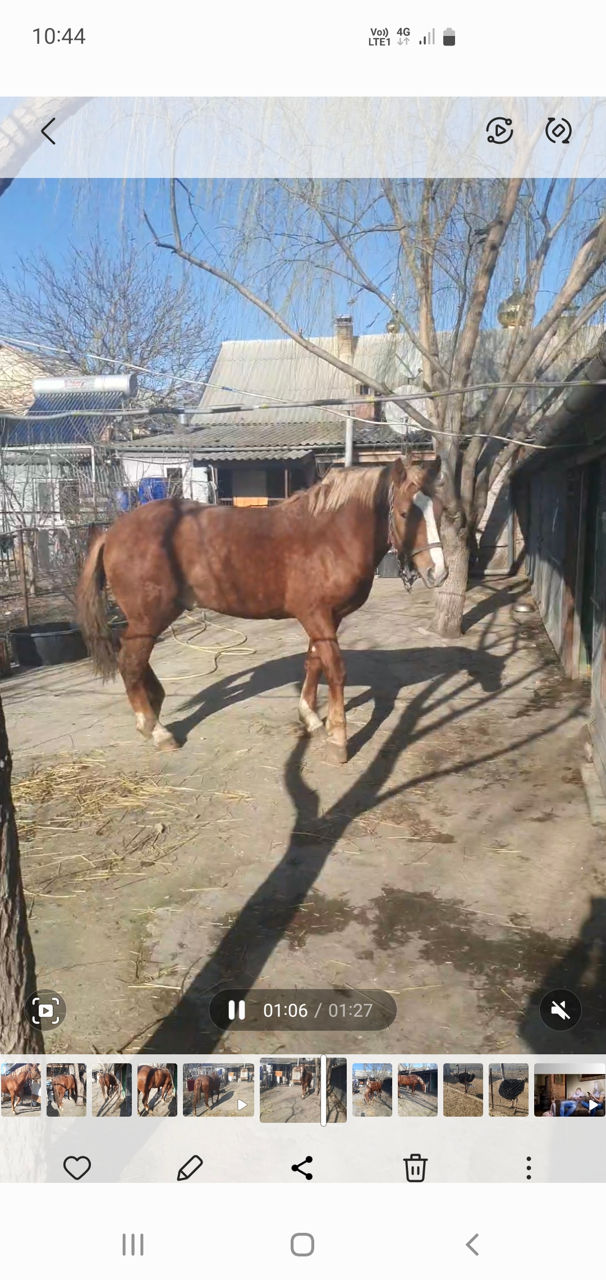 Armăsar greu la monta