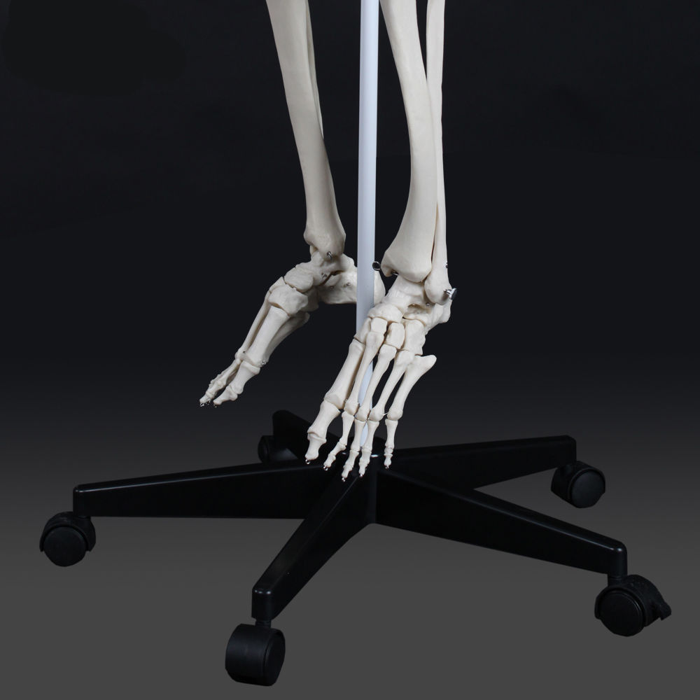 Скелет анатомический. Schelet anatomic.