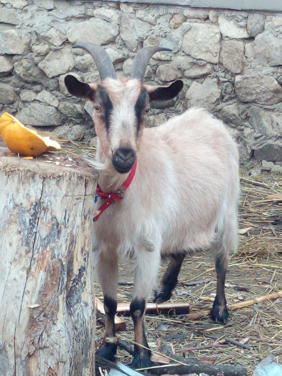 vind capră de rasă