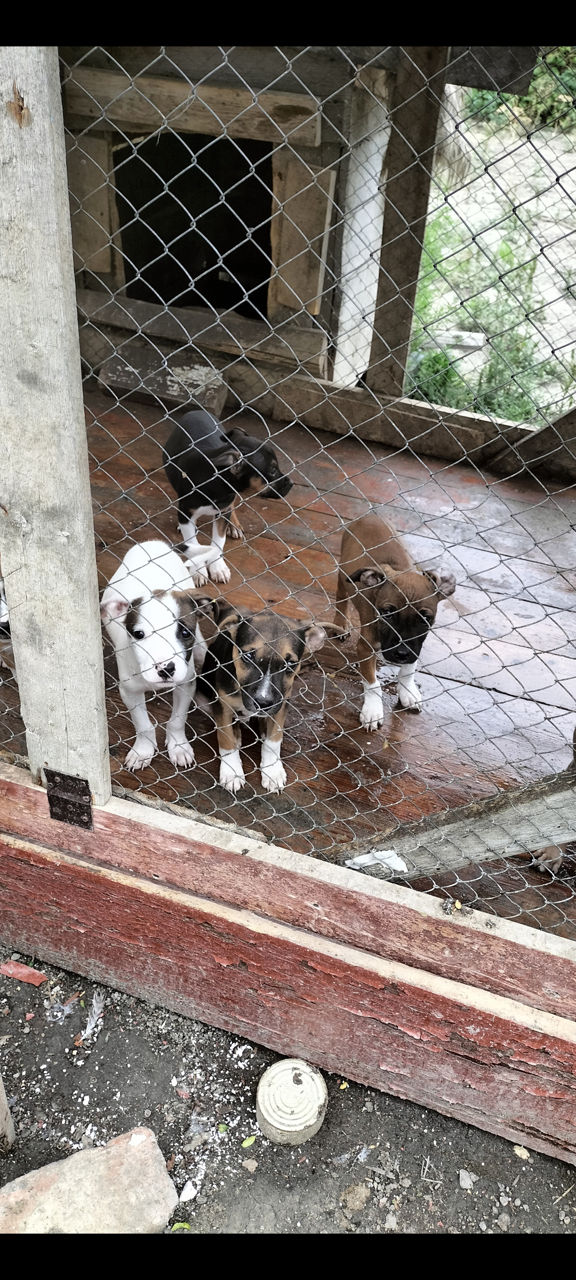 Vind catei de rasa pidbuli