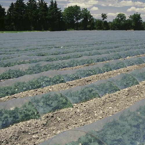 Пленка ПВХ для Вашей теплицы - Pelicula pentru sere. Preturi mici!!!