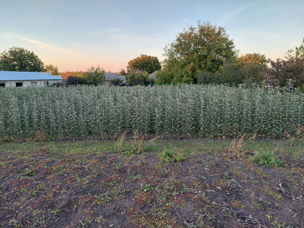 Vînd 3000 de copaci de mere aidaret m-106