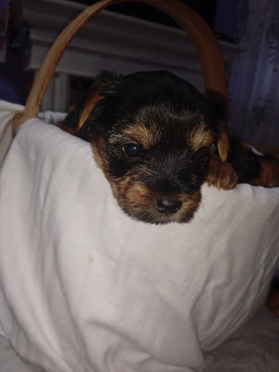 De vinzare catelusi de rasa curata