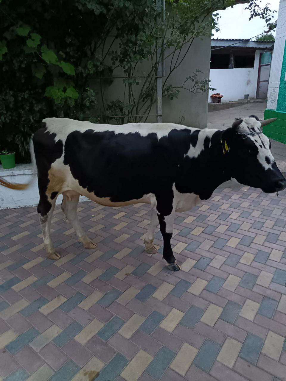 Se vinde vițică la creștere