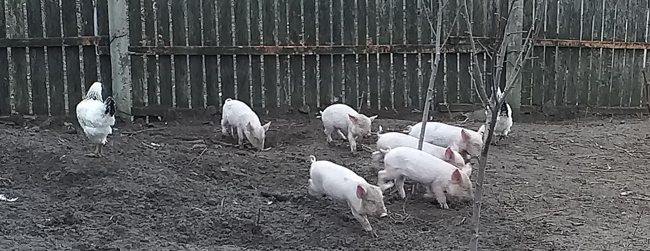 Vind purcea tot cu purcei