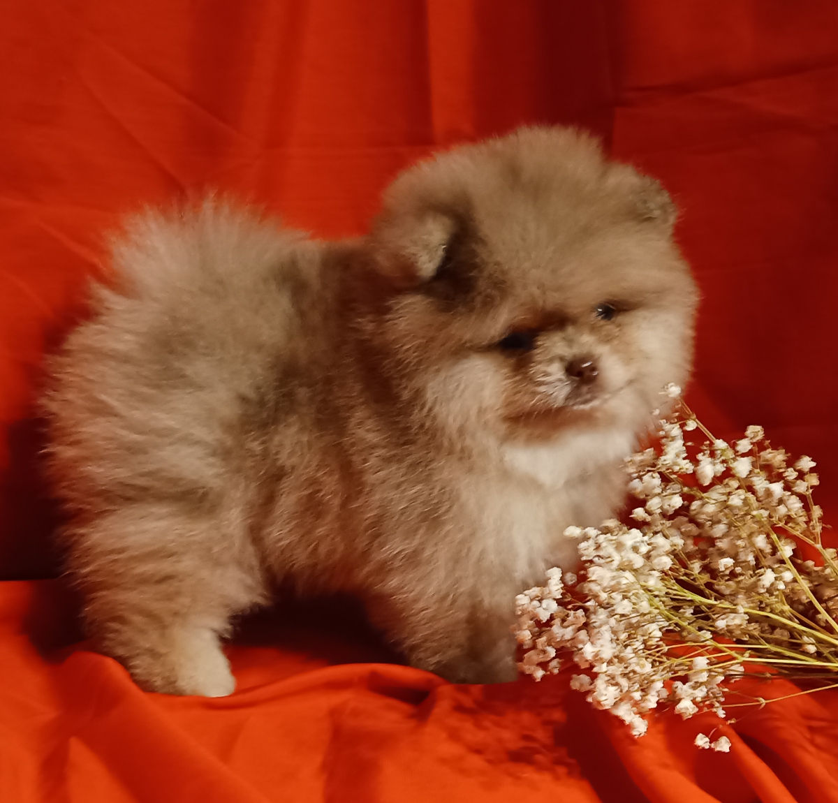 Pomeranian male chocolate merle