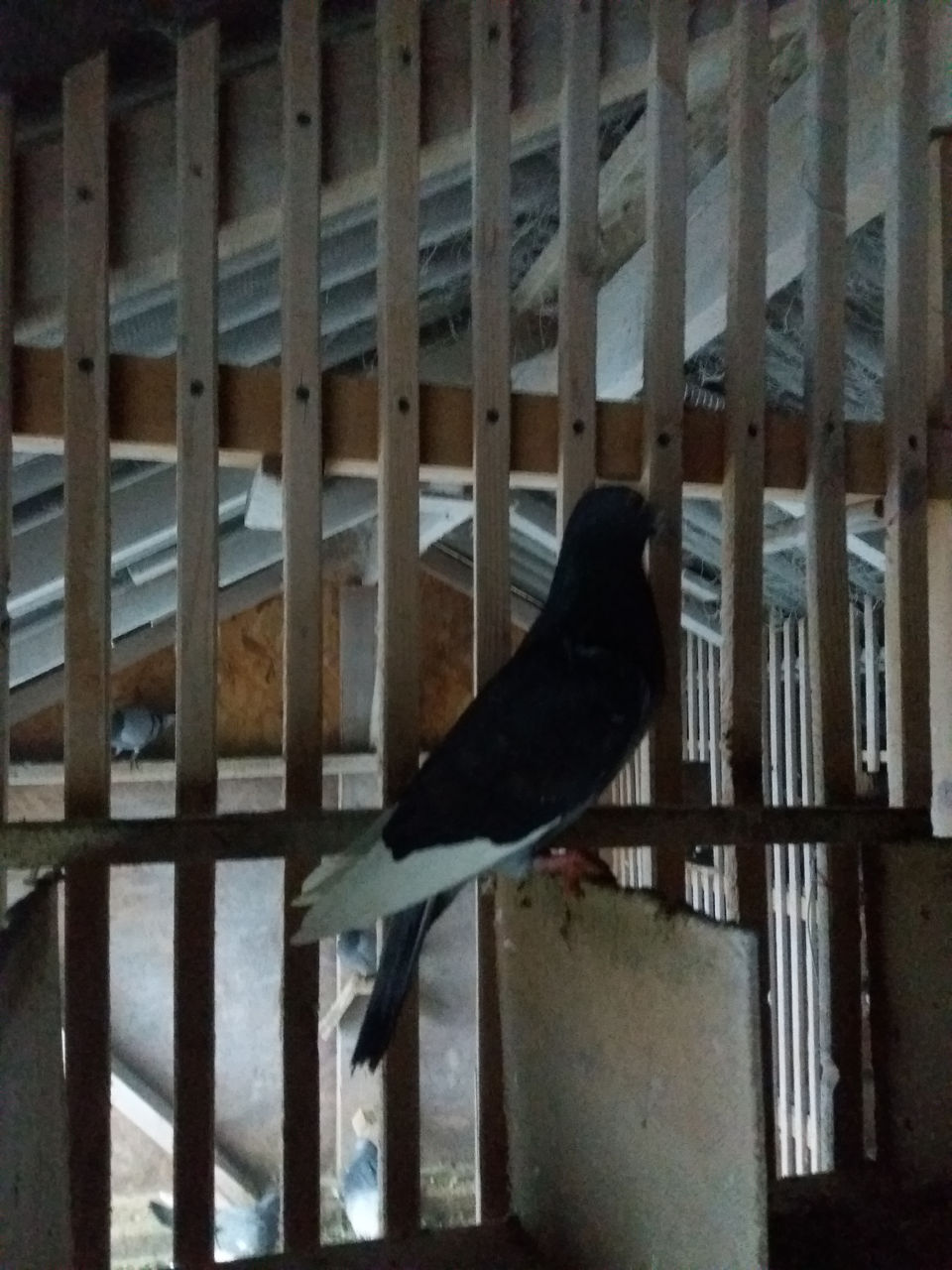 Voiajori postasi germani