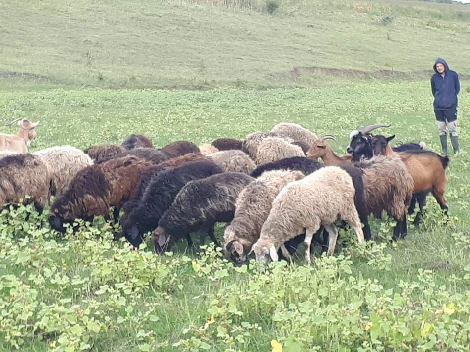 Vind oi de lapte ,tinere!