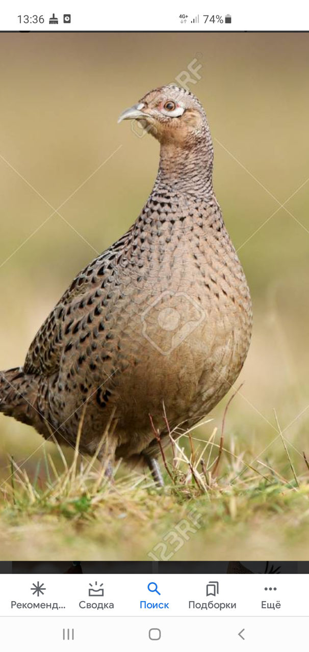 Cumpar femela fazan vînătoresc