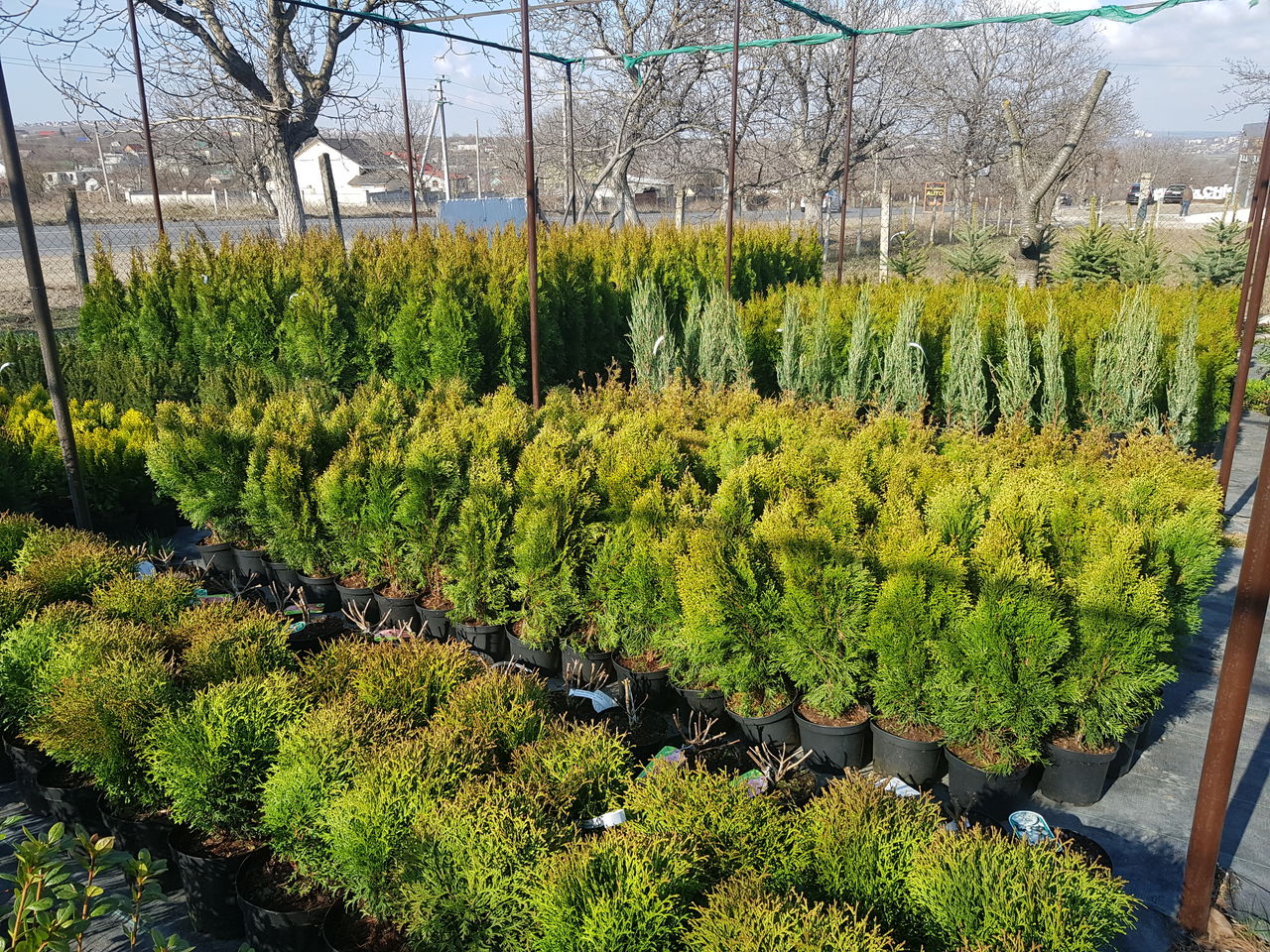 Plante decorative, ornamentale/Декоративные растения