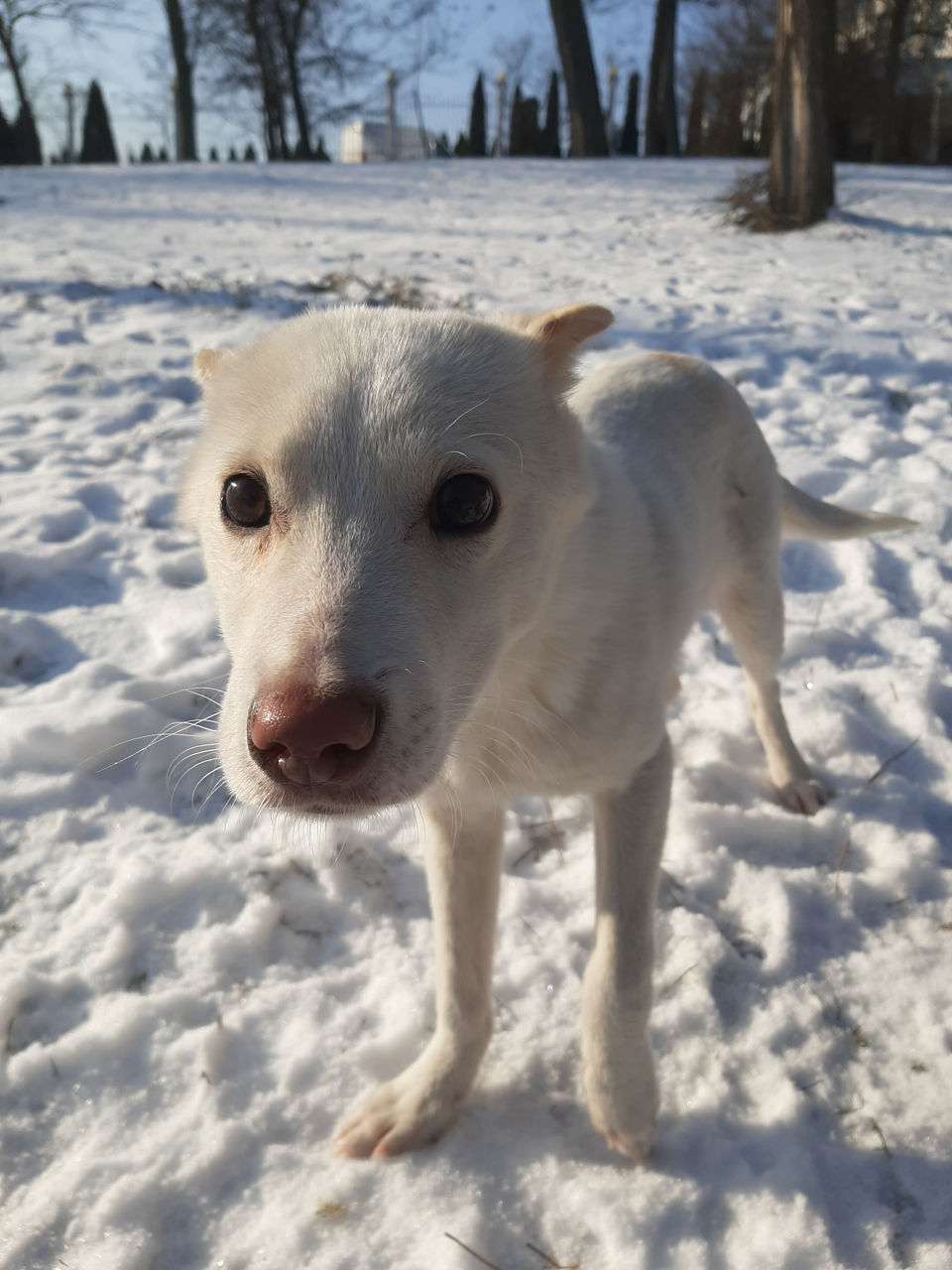 Adopta un catelus Frumos si Blind pe nume Nicusor