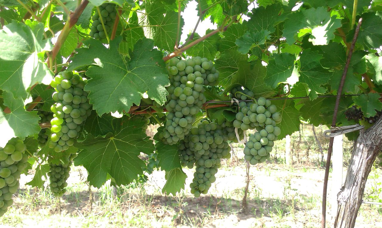 Struguri de poama, soiuri tehnice.