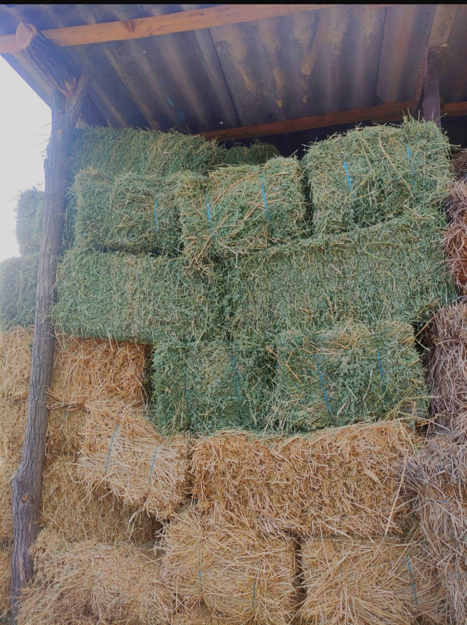 Vând baloți de lucernă