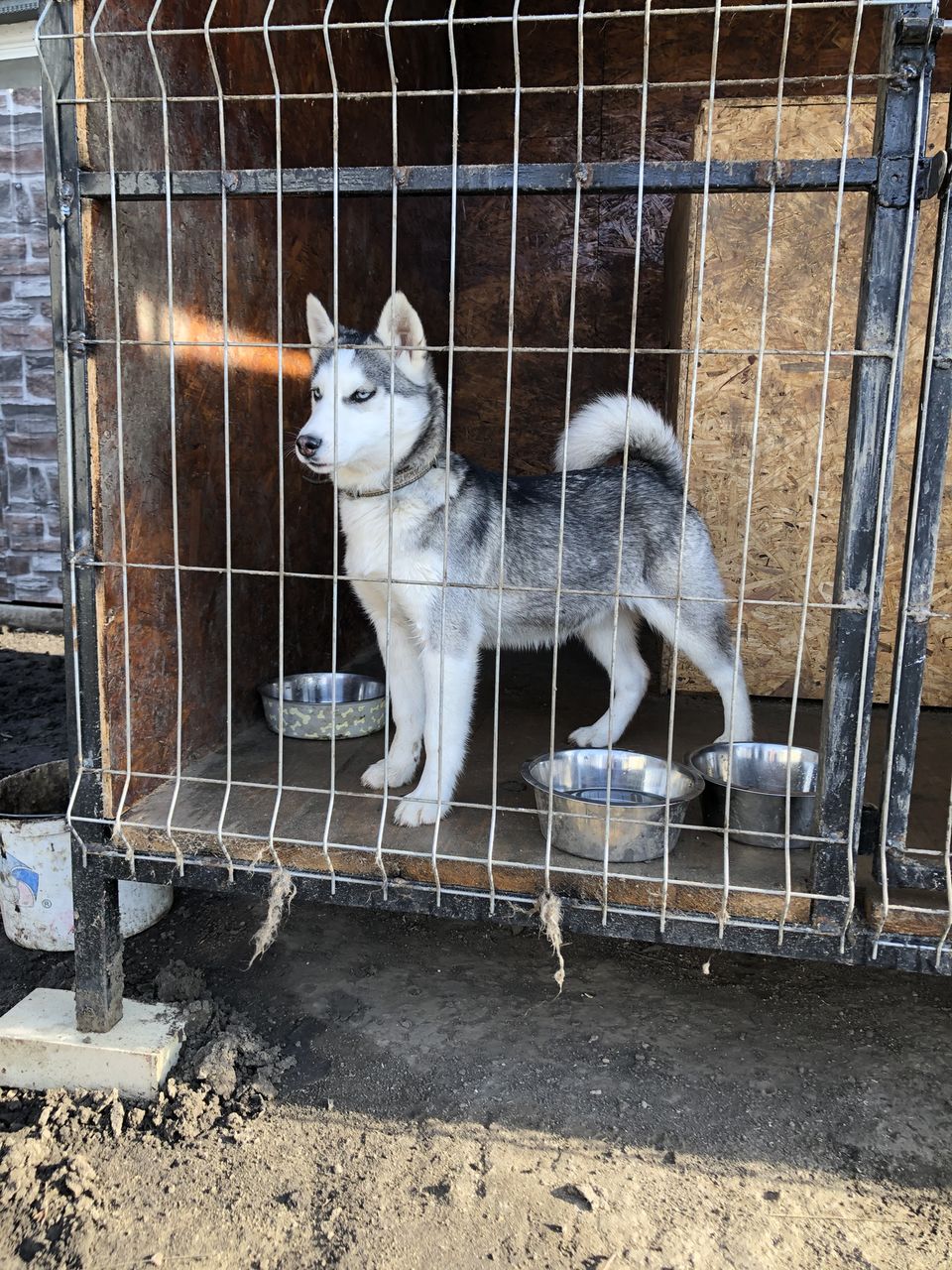 Vind baietel haski (4luni)