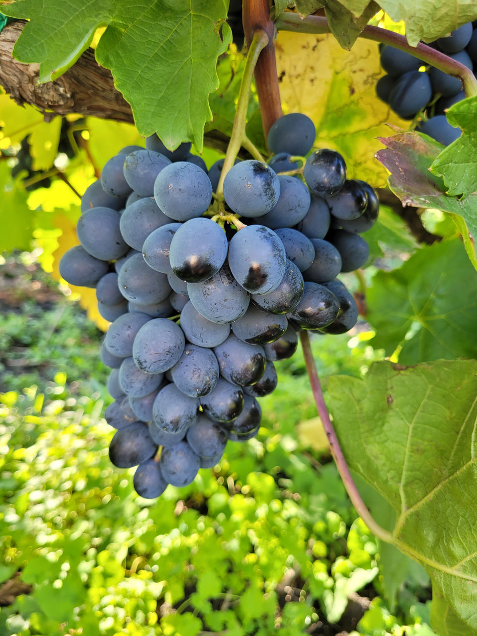 Vând poama Moldova, 20 tone