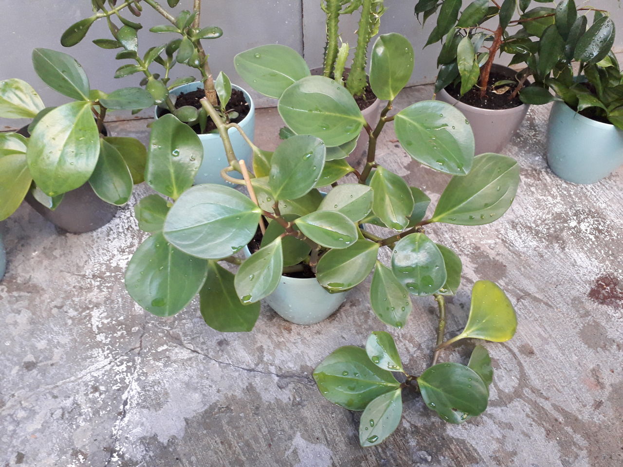 Flori de camera , oficii