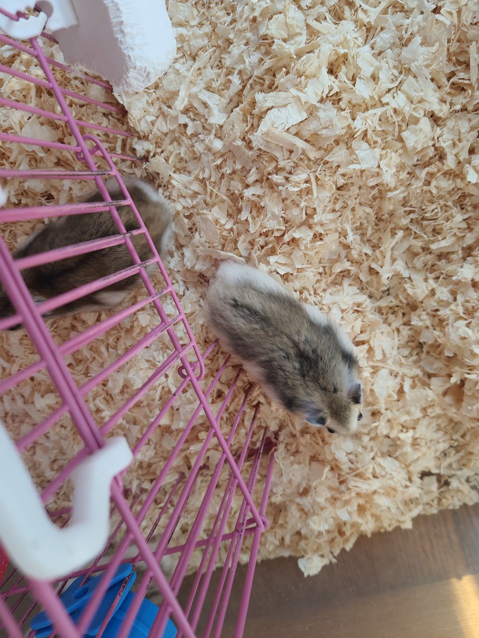 Джунгарские хомячки