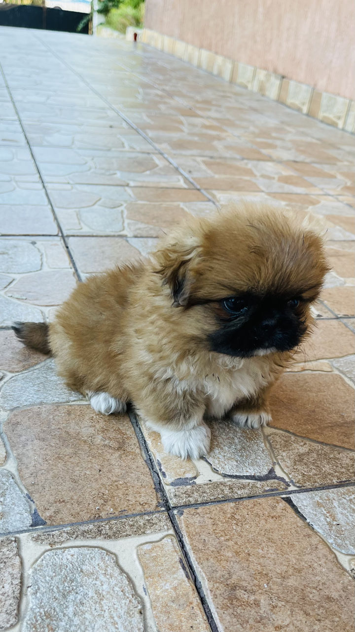 Vînd cățeluș. Pikinez rasa regală