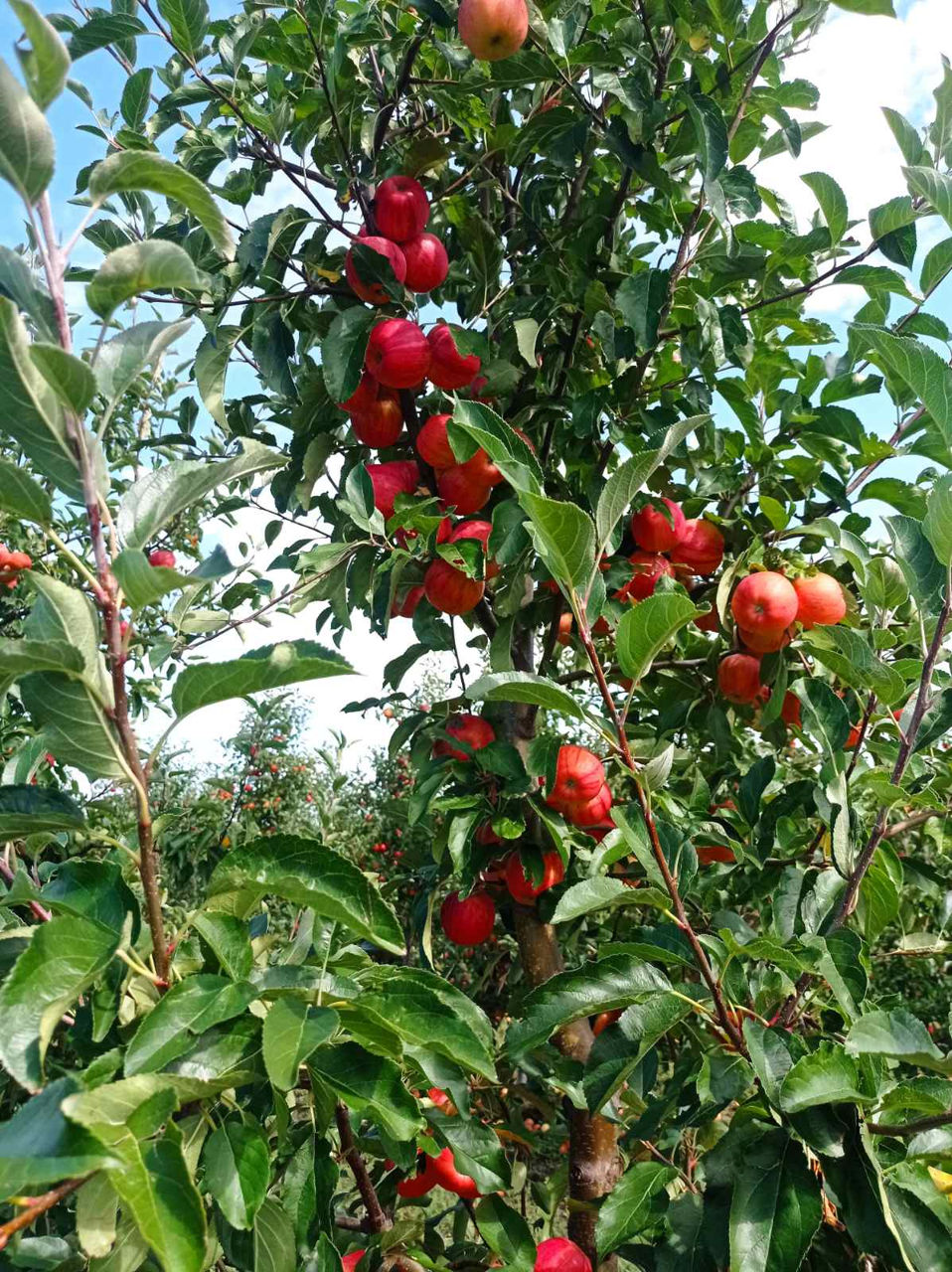 Vînd mere Gala Delicios, Gold Delicios