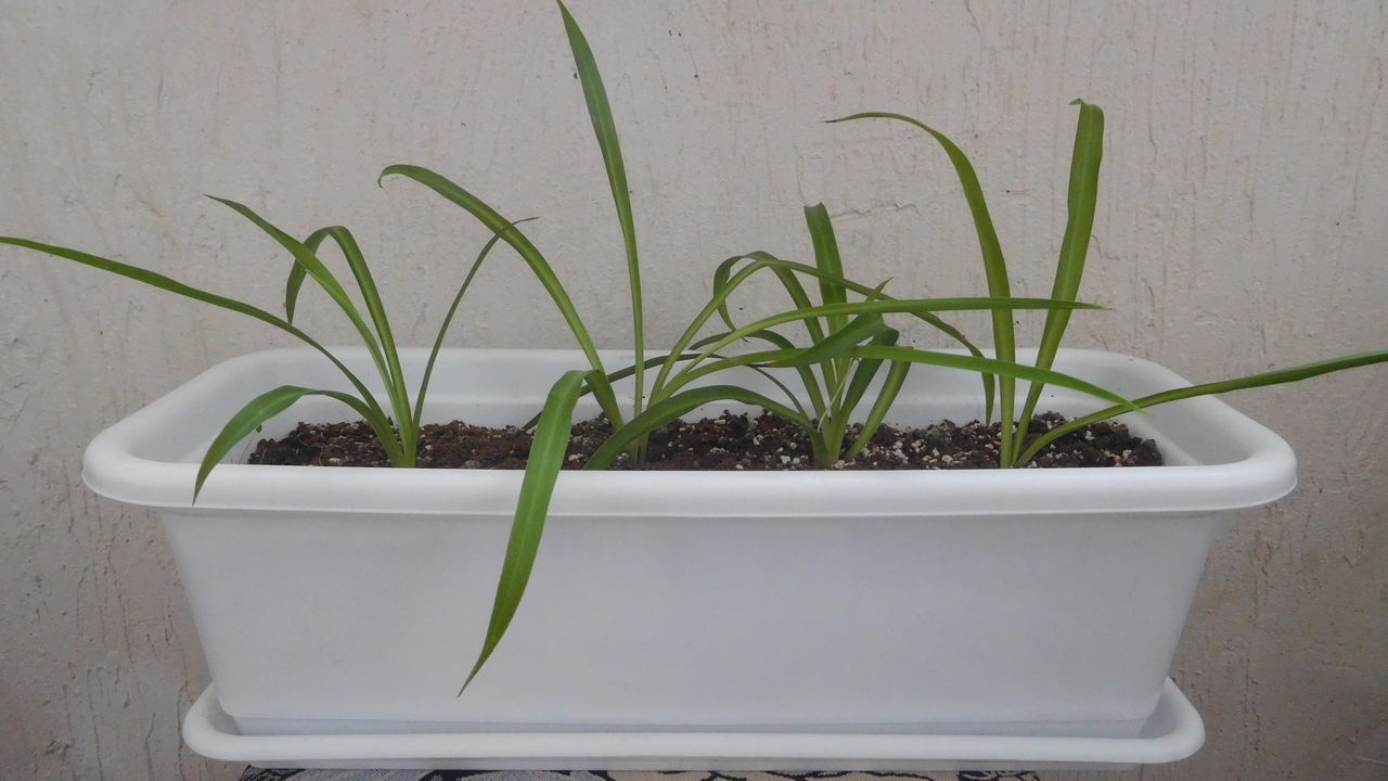 Комнатные цветы - flori de camera