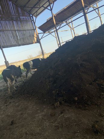 Vand balegar de vaca