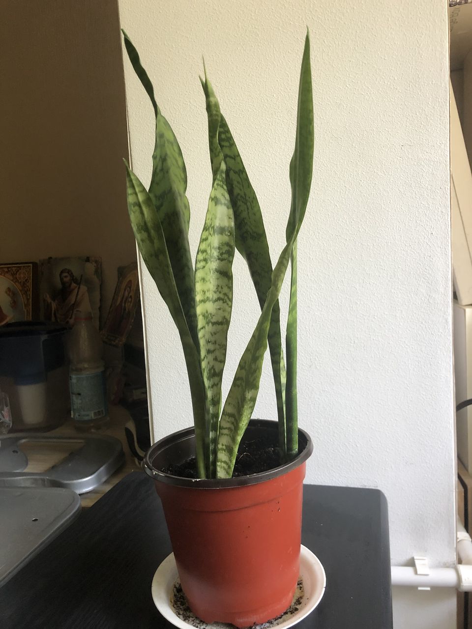 Plante de camera maxim 30 lei