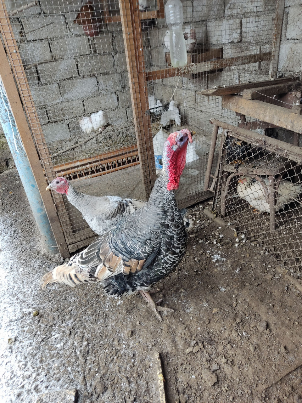 Vînd o familie de curci