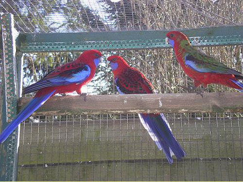 rosella pennant