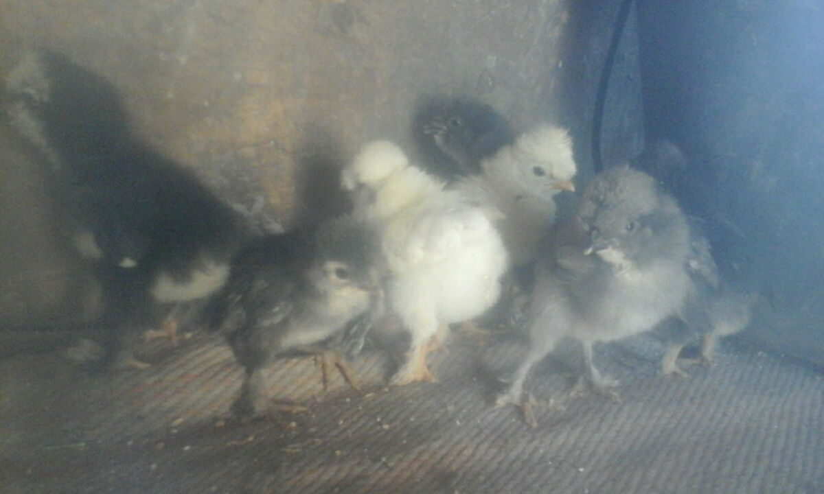 Vand pui: ancaltati cu mot cu gatul gol cu ciup sau ancaltati cu barba ...